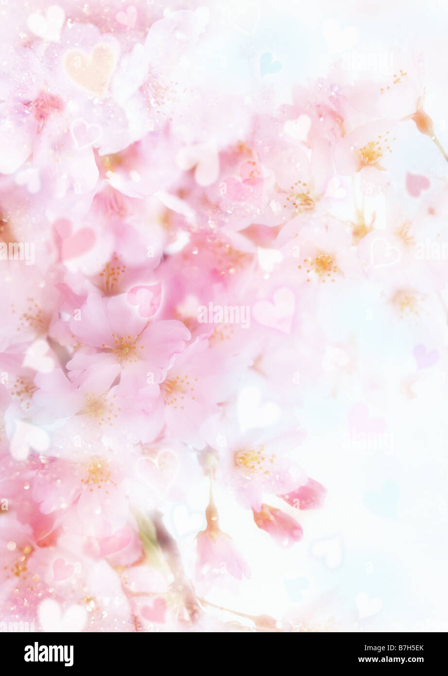 Light Colored Flowers Stock Photo - Alamy