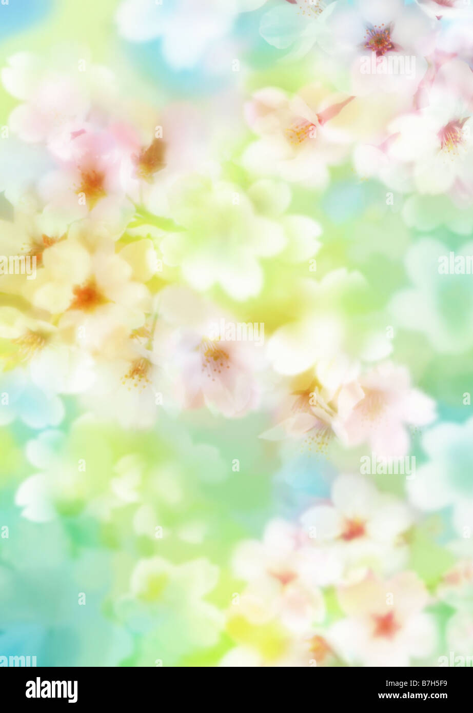 Light Colored Flowers Stock Photo - Alamy