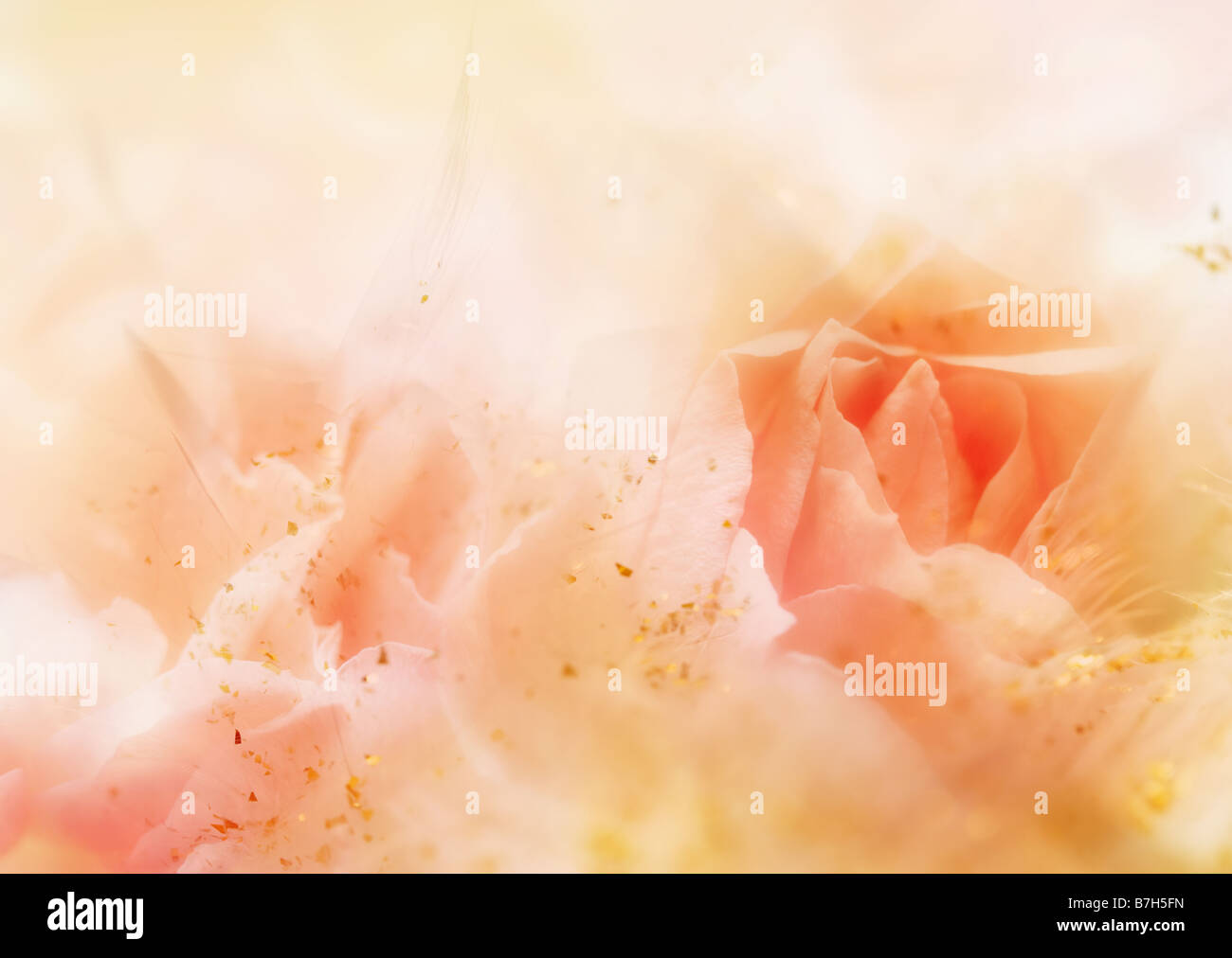 Light Colored Flowers Stock Photo - Alamy