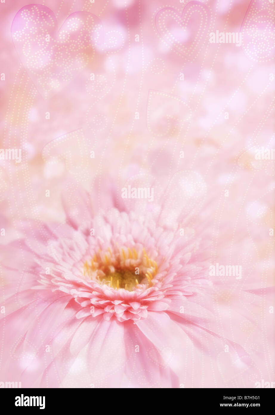 Light Colored Flower Stock Photo - Alamy
