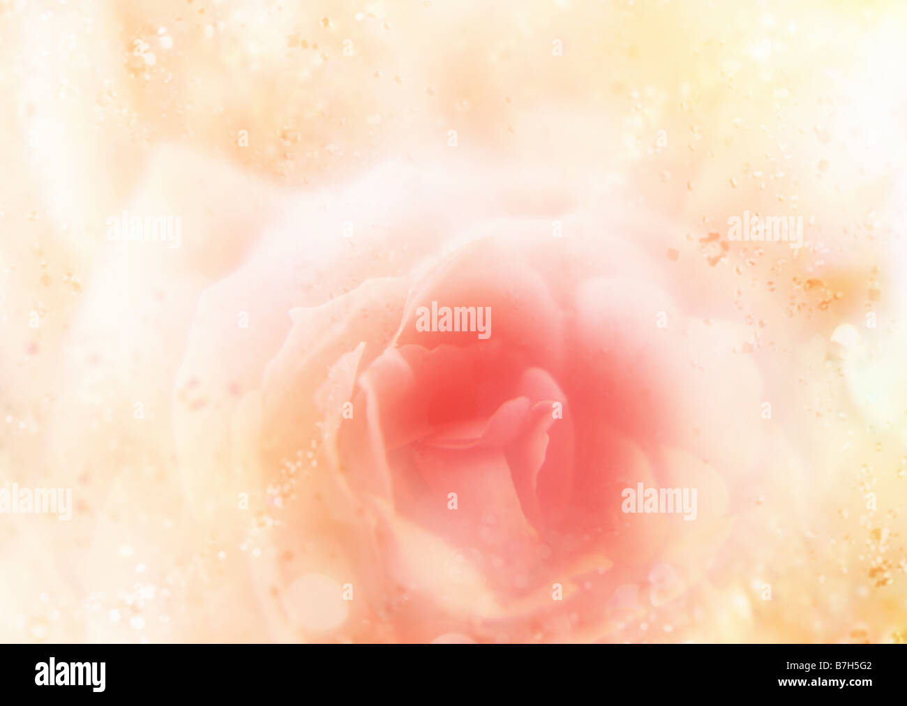 Light Colored Flower Stock Photo - Alamy