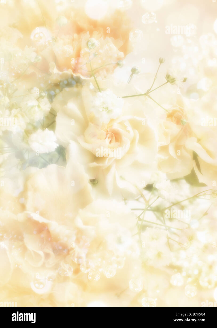 Light Colored Flowers Stock Photo - Alamy