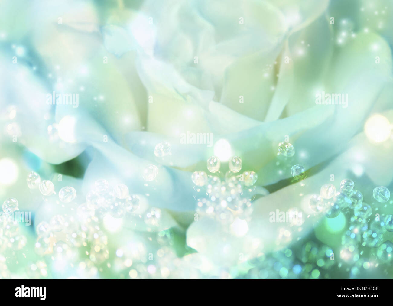 Light Colored Flower Stock Photo - Alamy