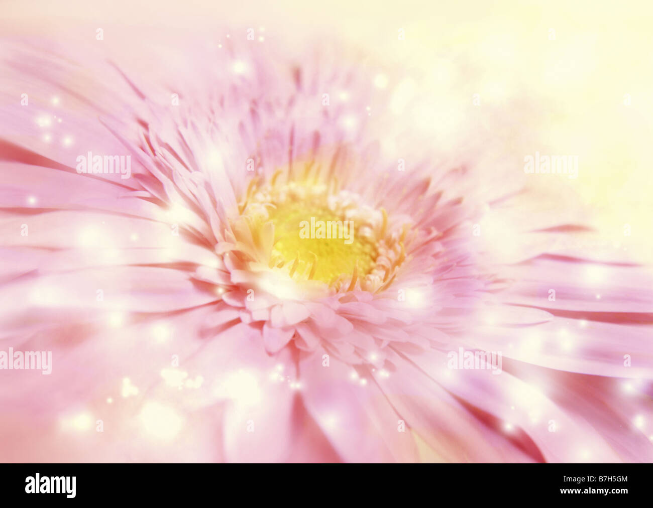 Light Colored Flower Stock Photo - Alamy