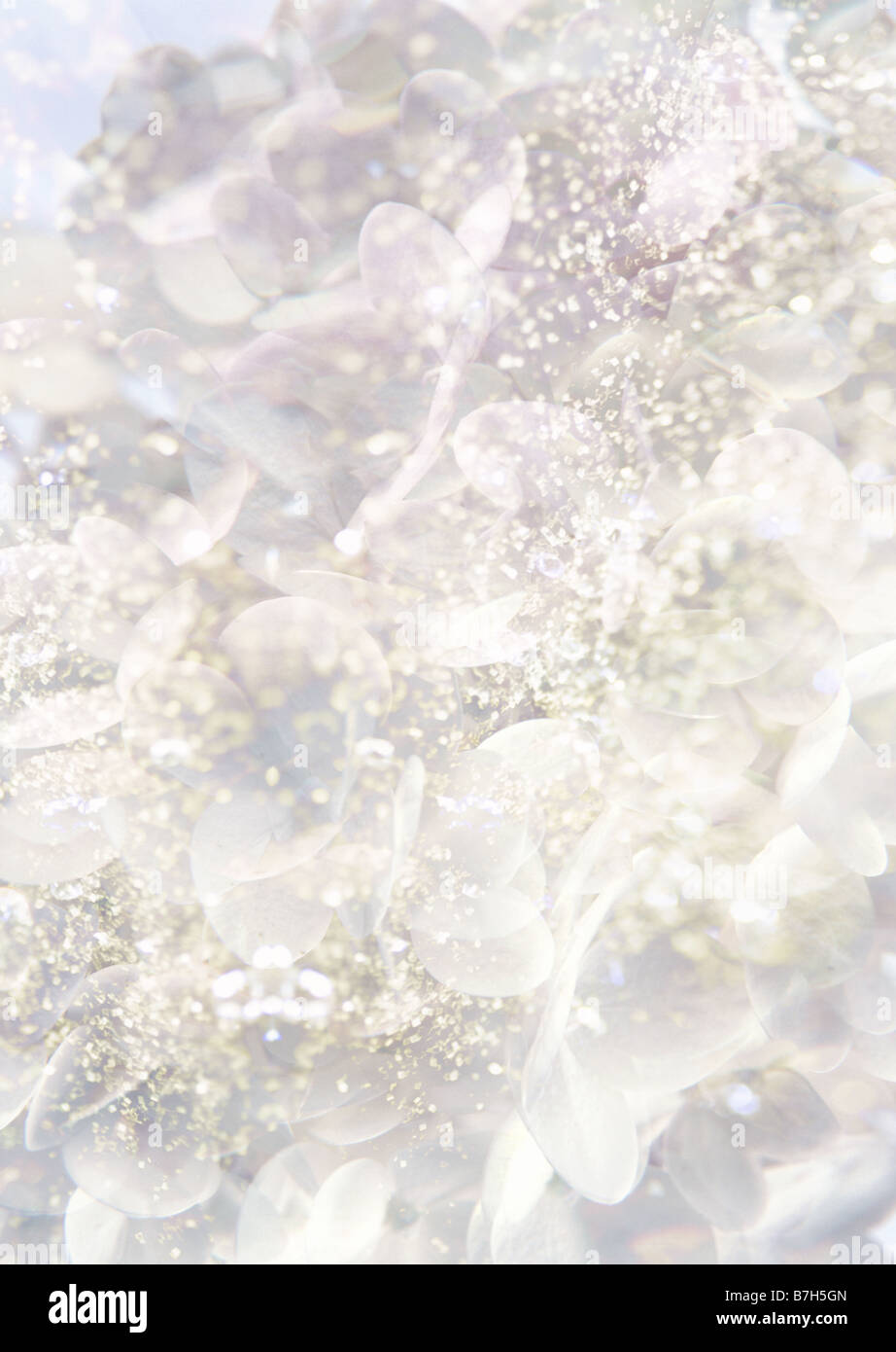 Light Colored Flower Stock Photo - Alamy