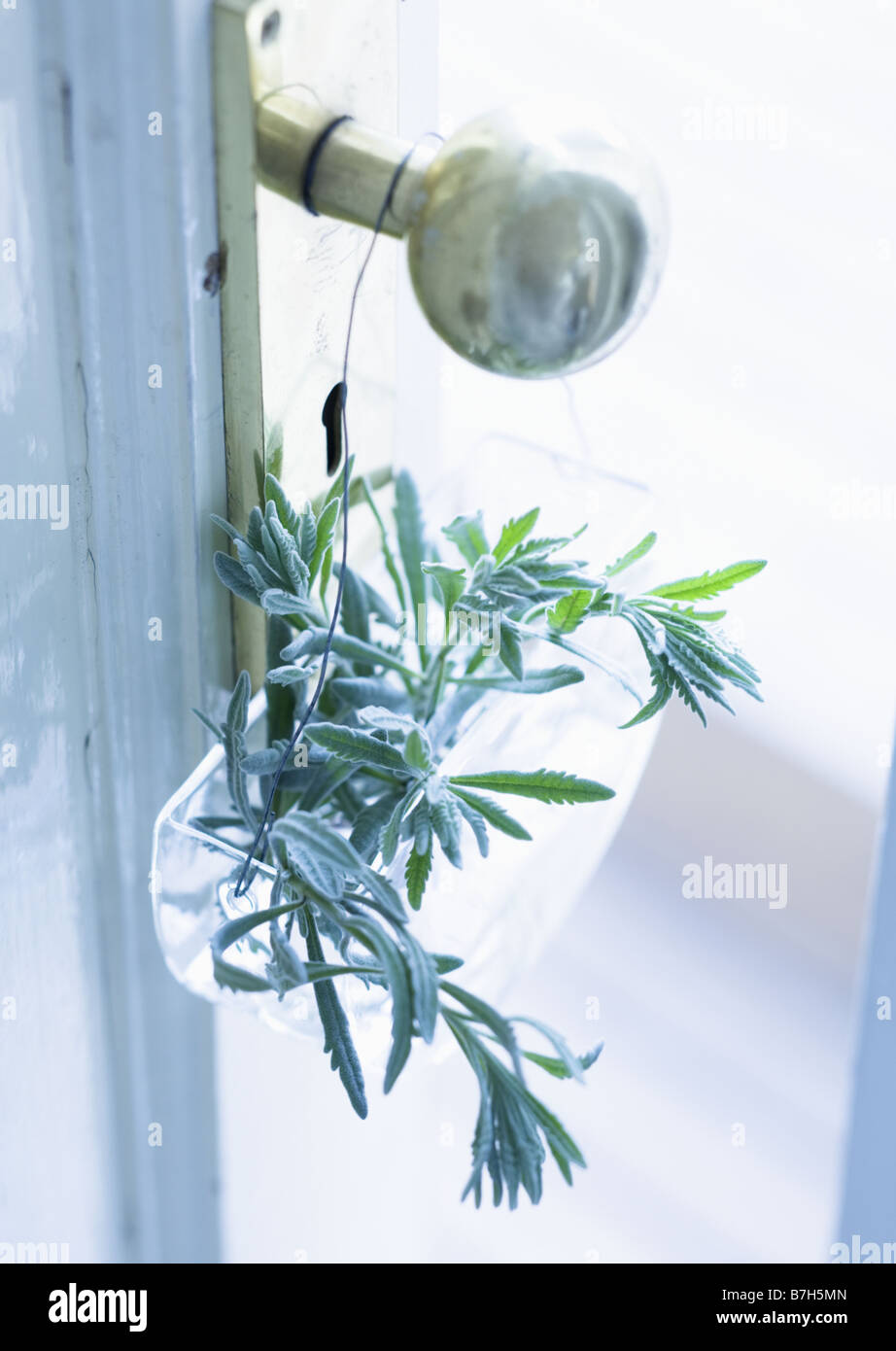 Lavender parts hi-res stock photography and images - Alamy