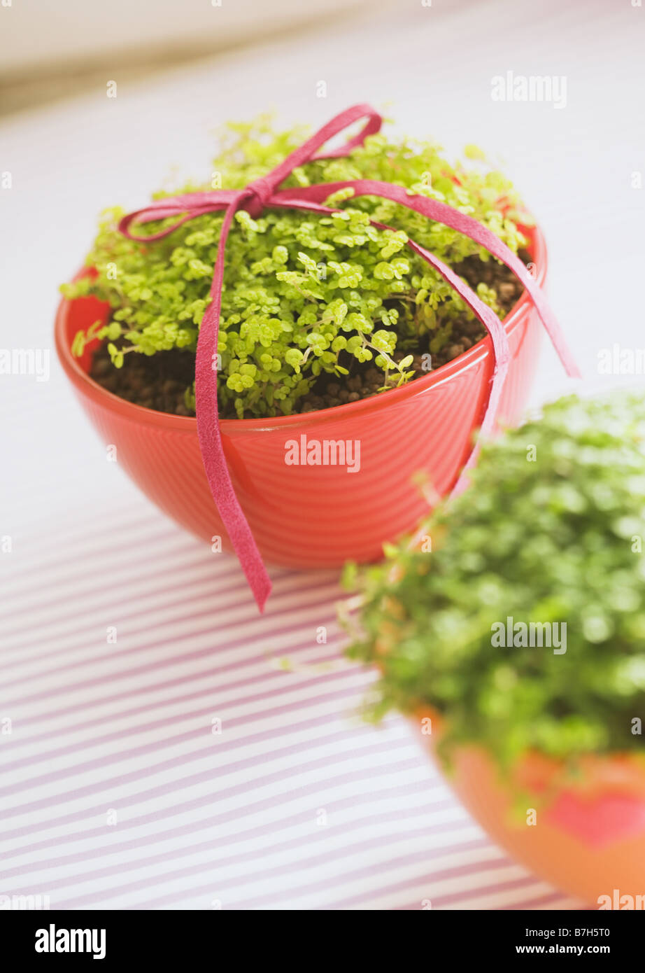 Babys tears plant hi-res stock photography and images - Alamy