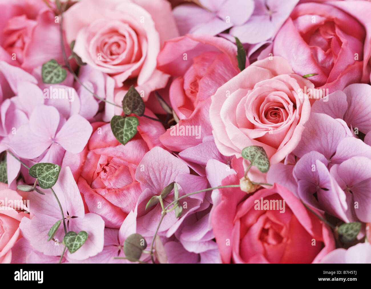 Rose and Hydrangea Stock Photo - Alamy