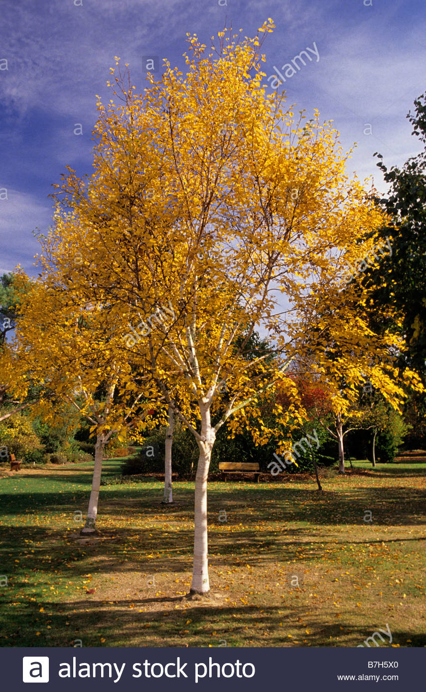 Bark Betula Ermanii Stock Photos & Bark Betula Ermanii Stock Images - Alamy