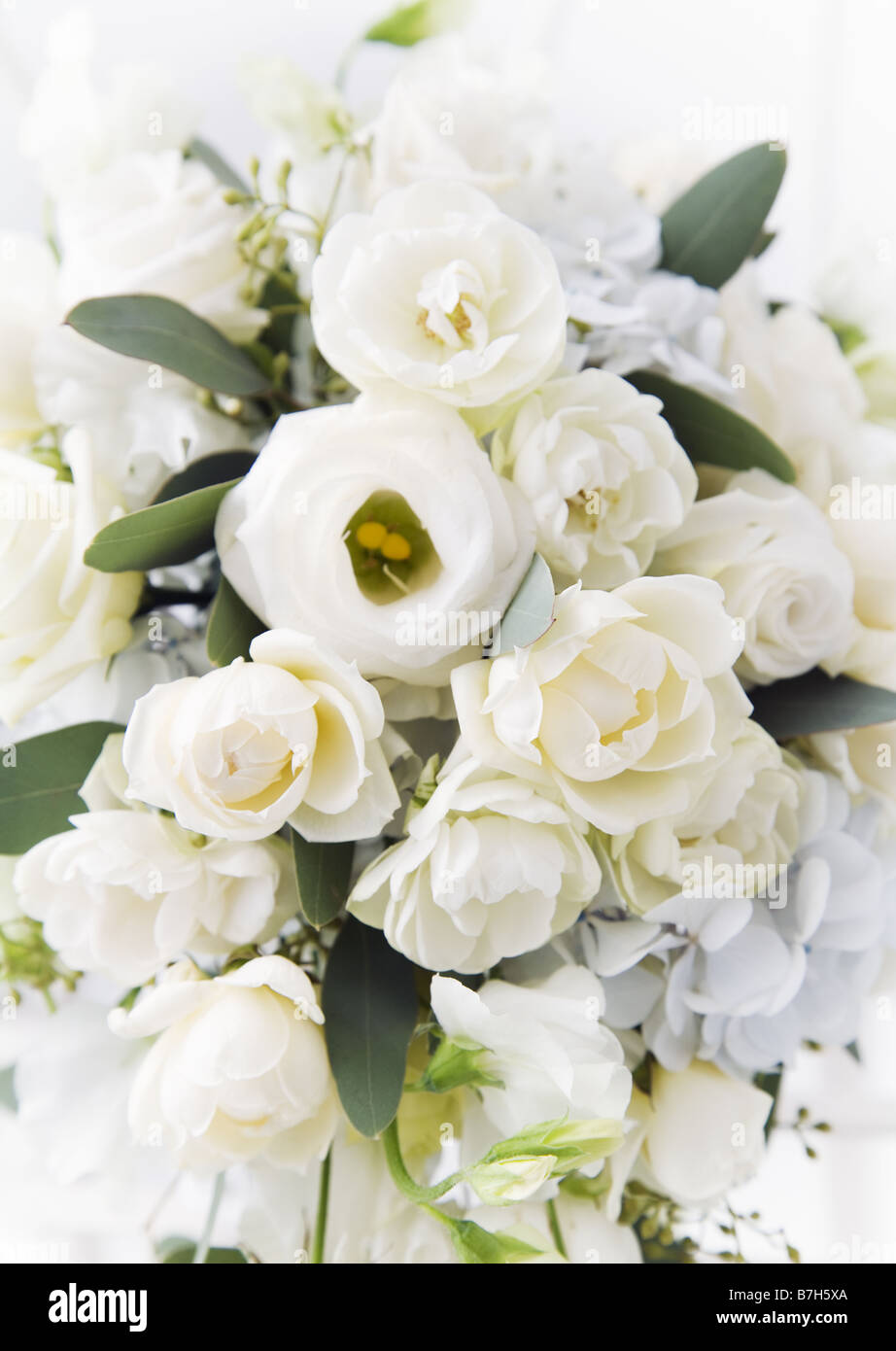 Rose and Chinese Bellflower Stock Photo - Alamy