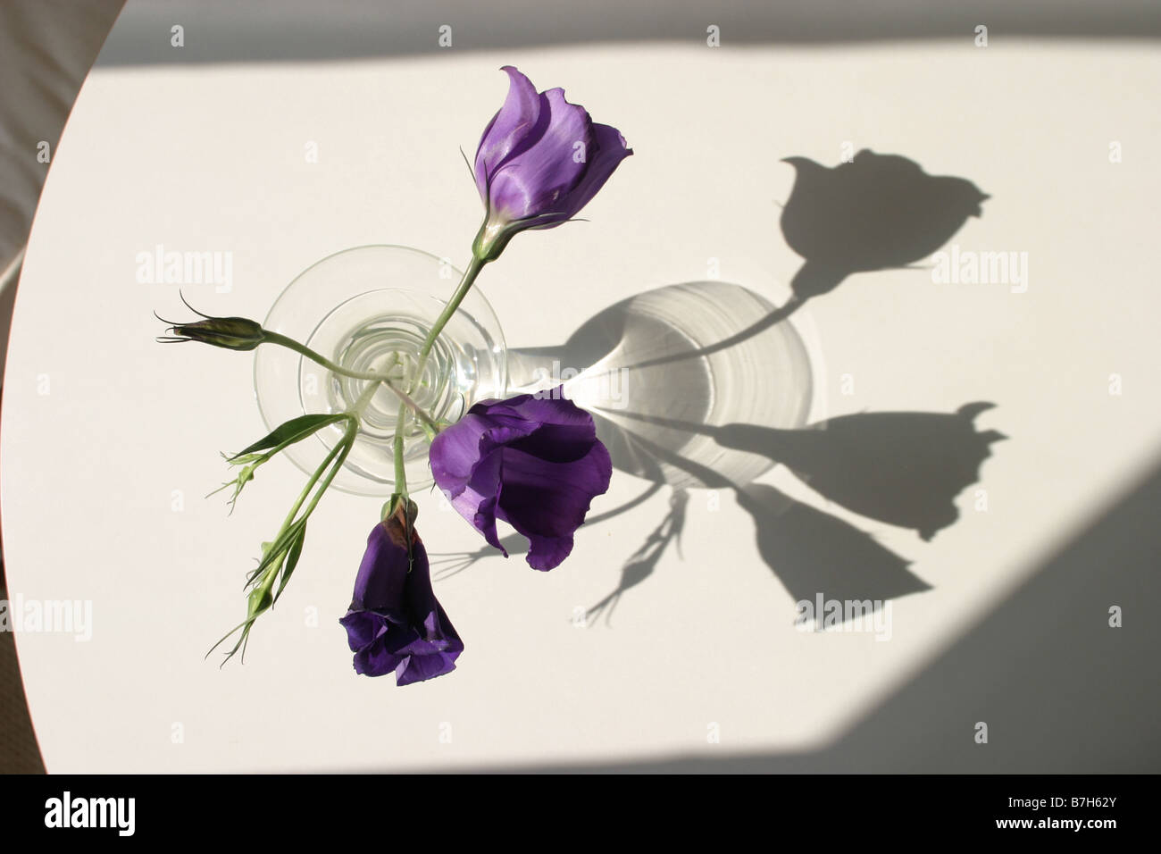 Flower vase casts shadows on table Stock Photo - Alamy