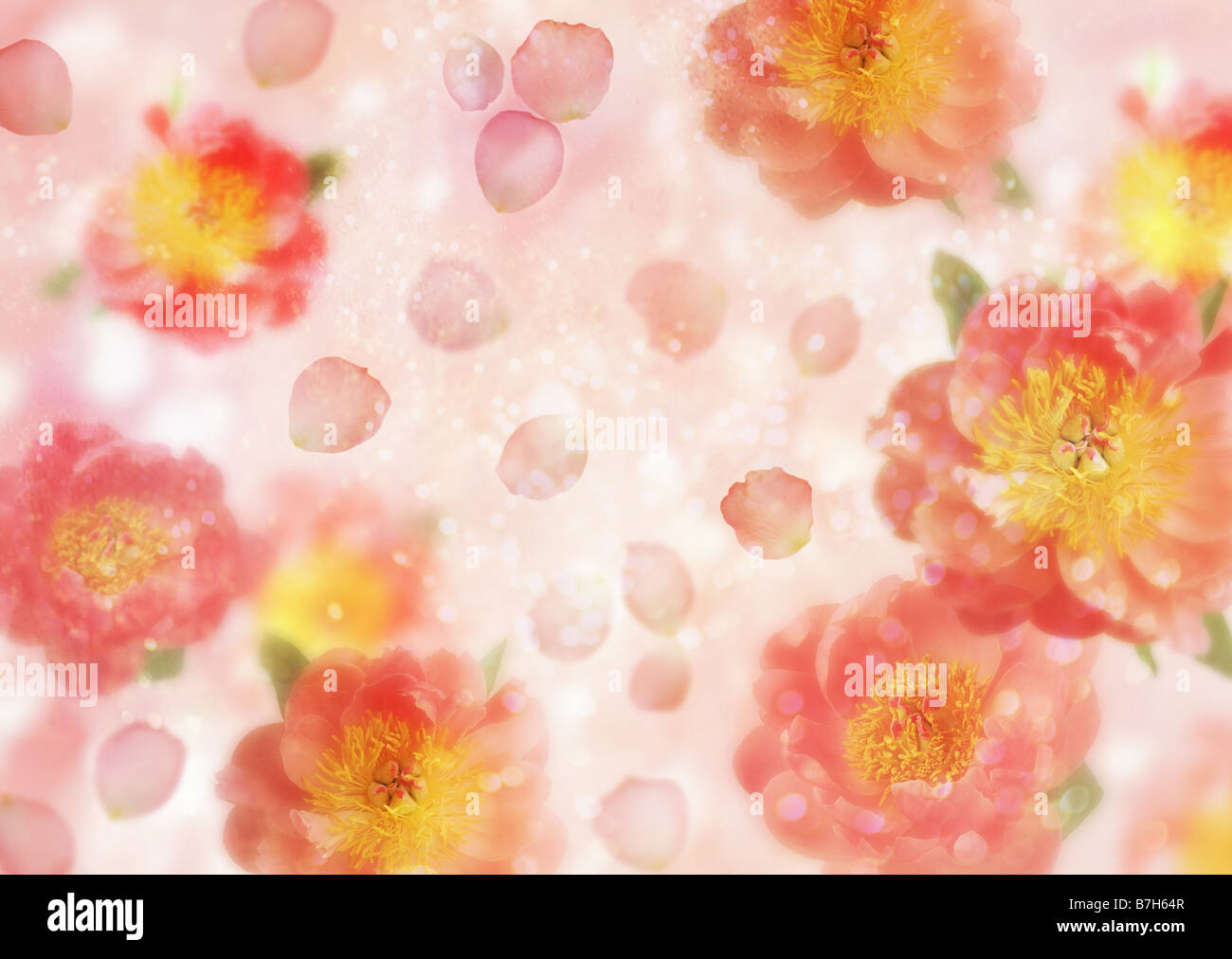 Light Colored Flowers Stock Photo - Alamy