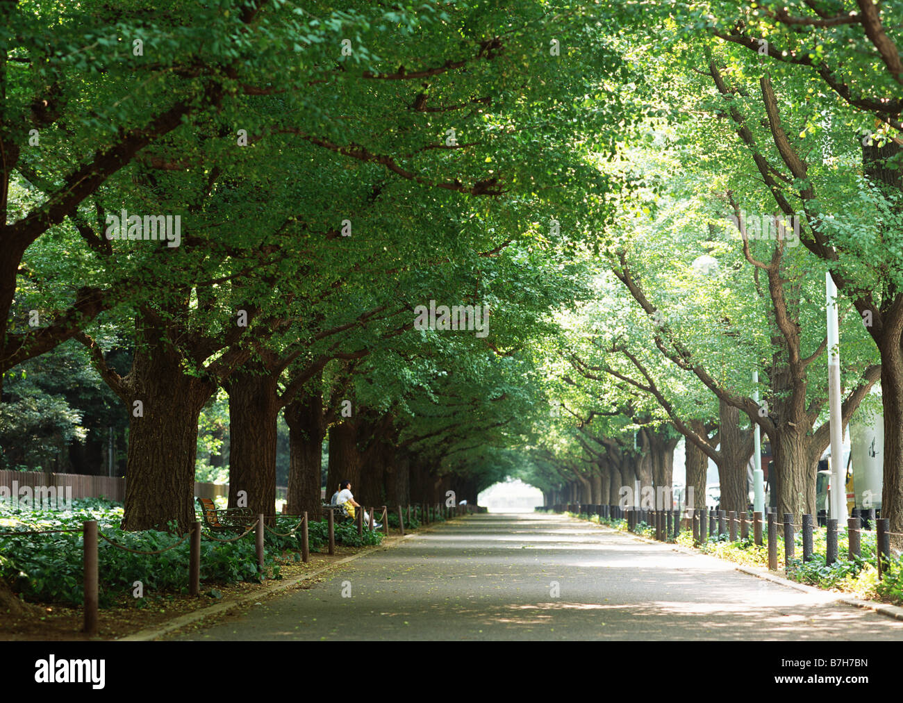 Avenue lined with trees Stock Photo - Alamy