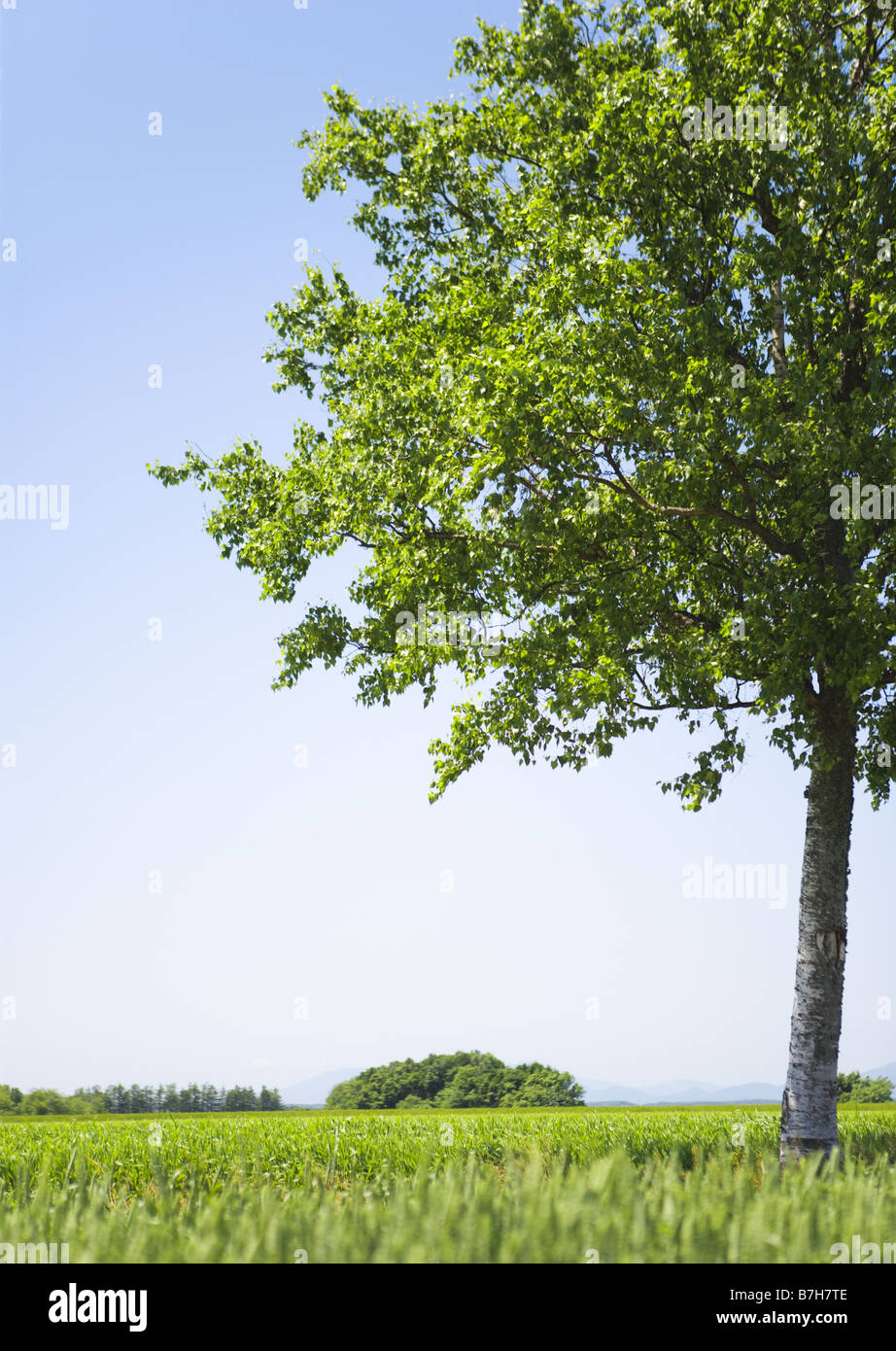 Blue sky and a tree Stock Photo - Alamy