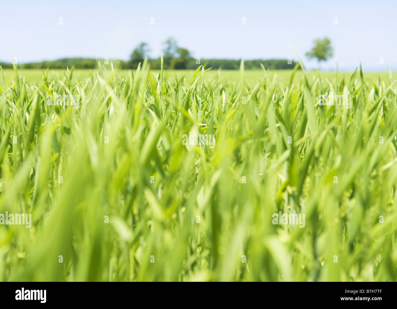 Field of grass Stock Photo - Alamy