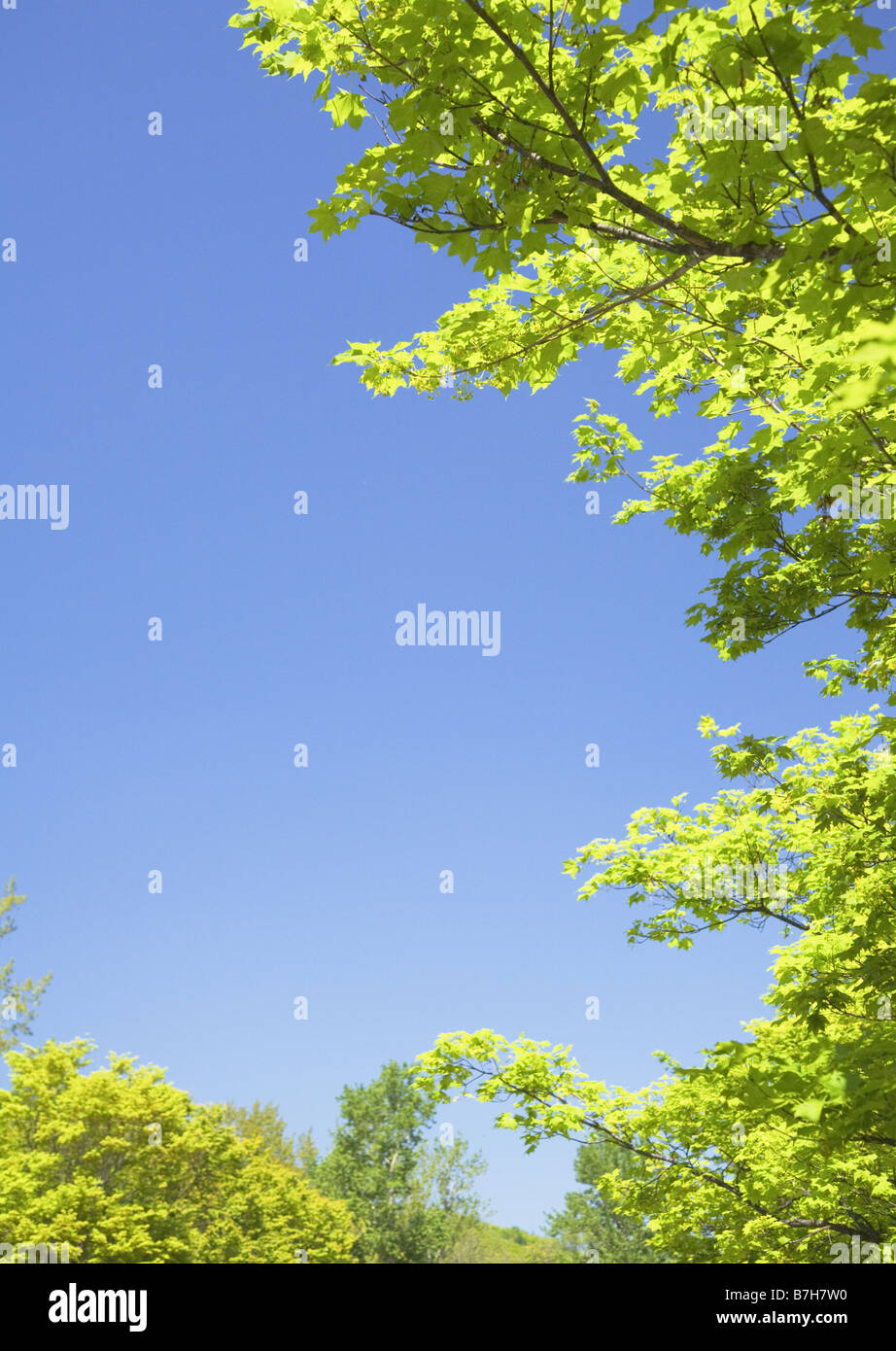 Blue sky and trees Stock Photo - Alamy