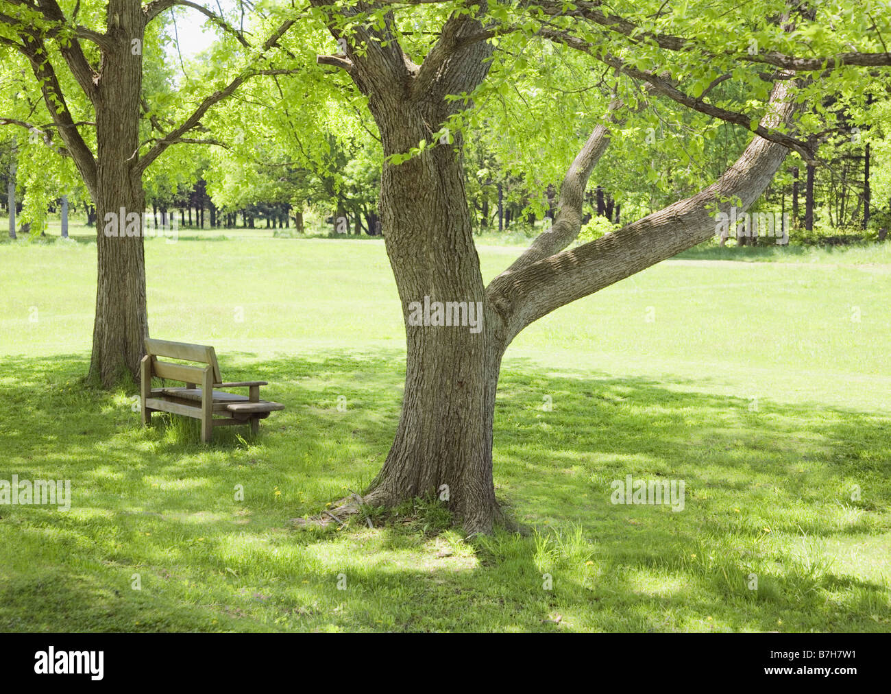 A bench under the shade of the trees Stock Photo - Alamy