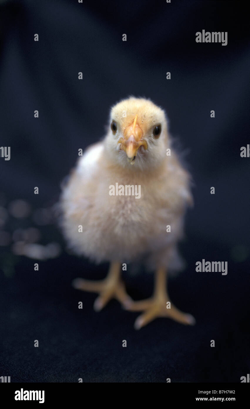 Two week old chick hi-res stock photography and images - Alamy