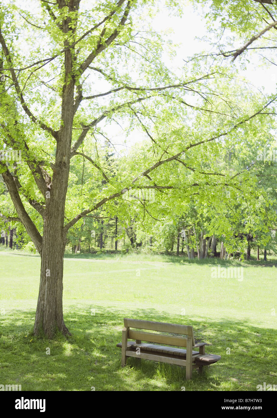 A bench under the shade of the trees Stock Photo - Alamy