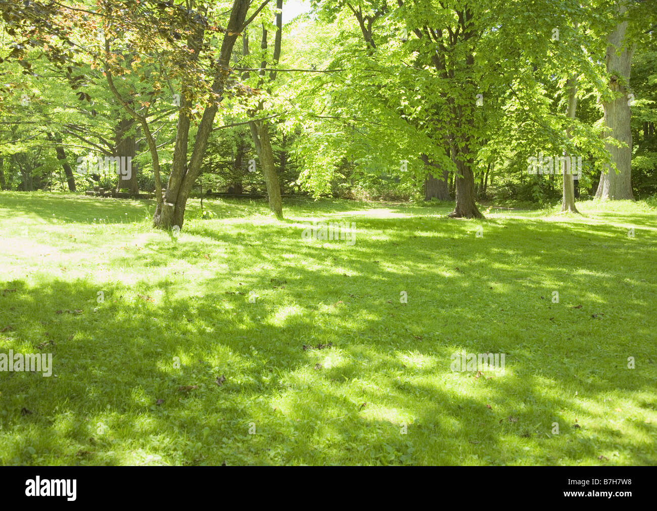Lawn under the shade of the trees Stock Photo - Alamy