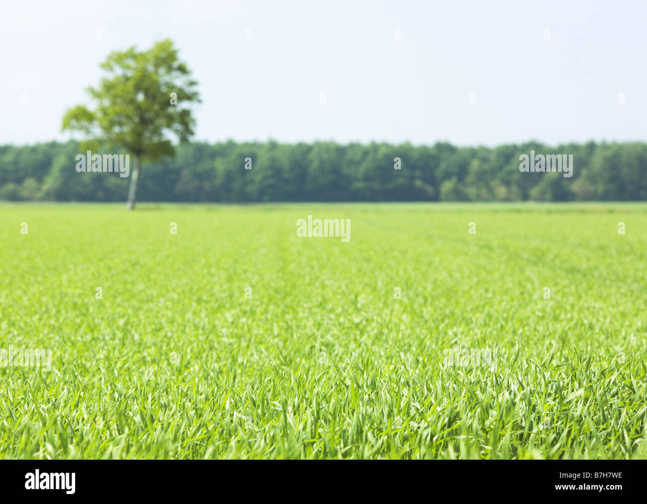 Field of grass Stock Photo - Alamy