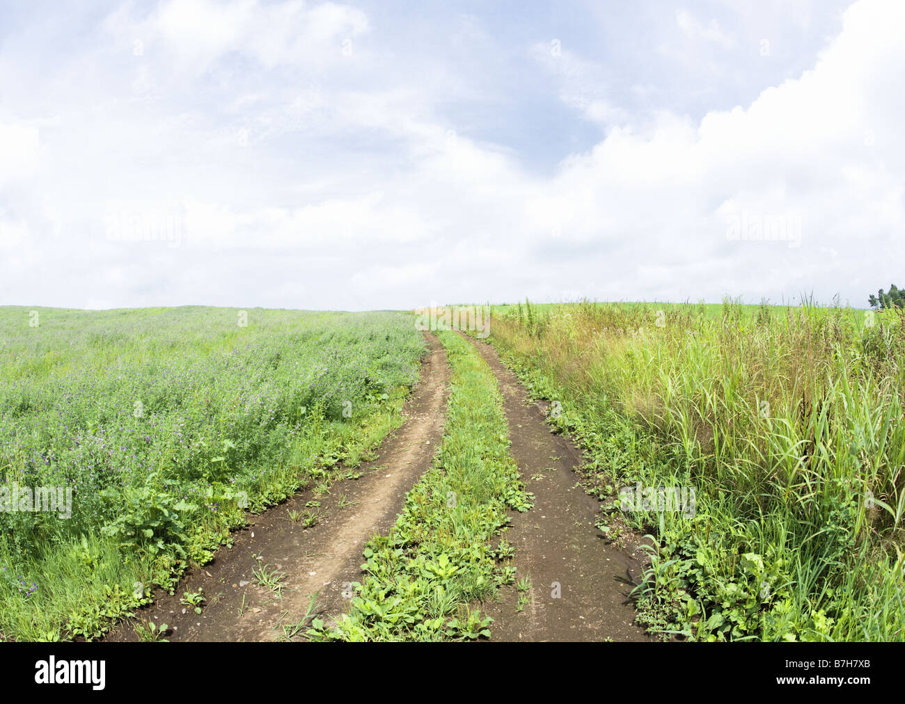Blue sky and the path in field Stock Photo - Alamy