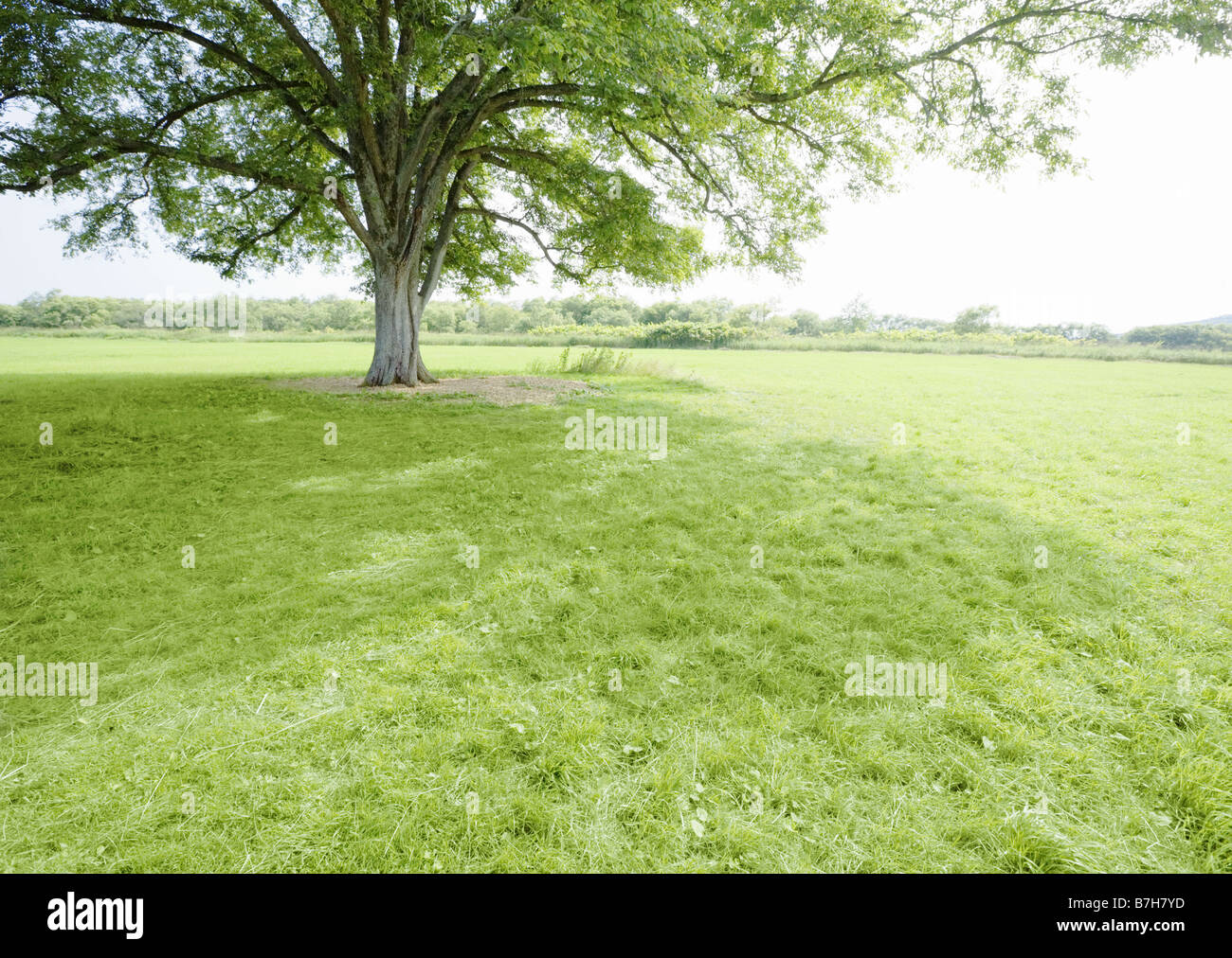 A tree in the field of grass Stock Photo - Alamy