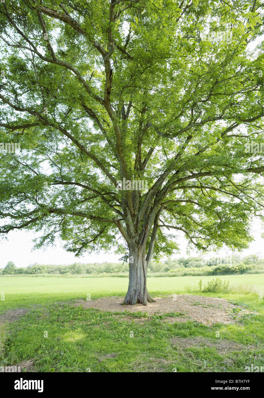 A tree in the field of grass Stock Photo - Alamy