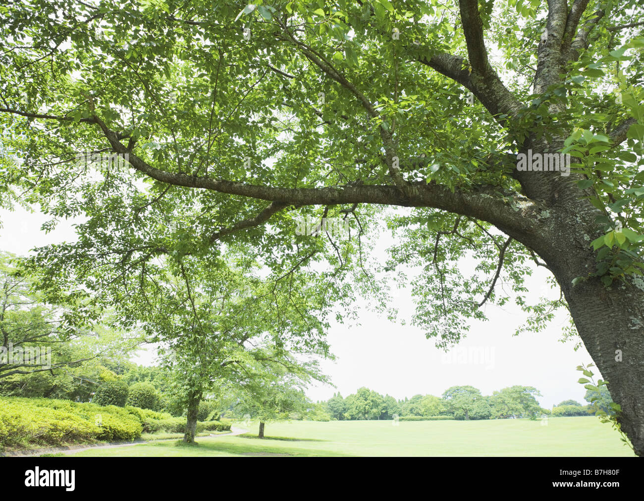 Trees and field of grass Stock Photo - Alamy
