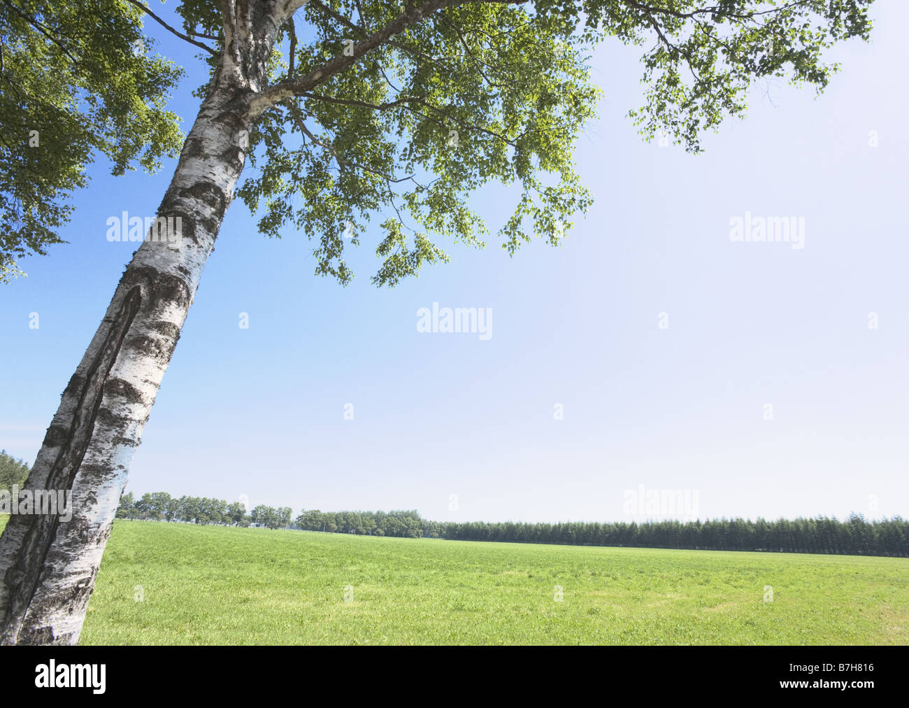 Blue sky and a tree Stock Photo - Alamy