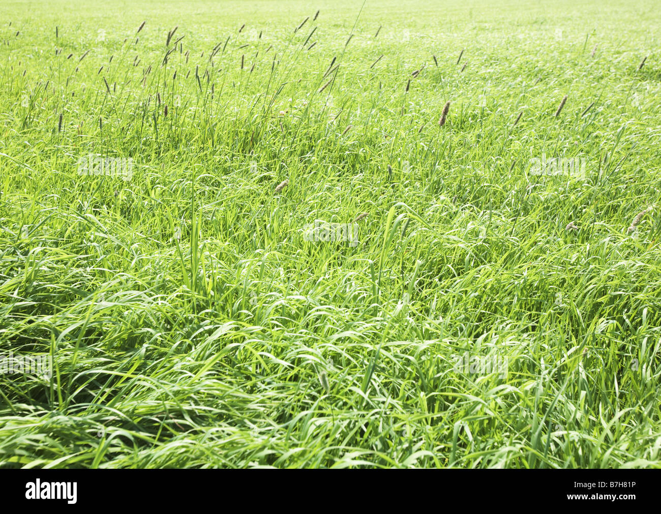 Field of grass Stock Photo - Alamy