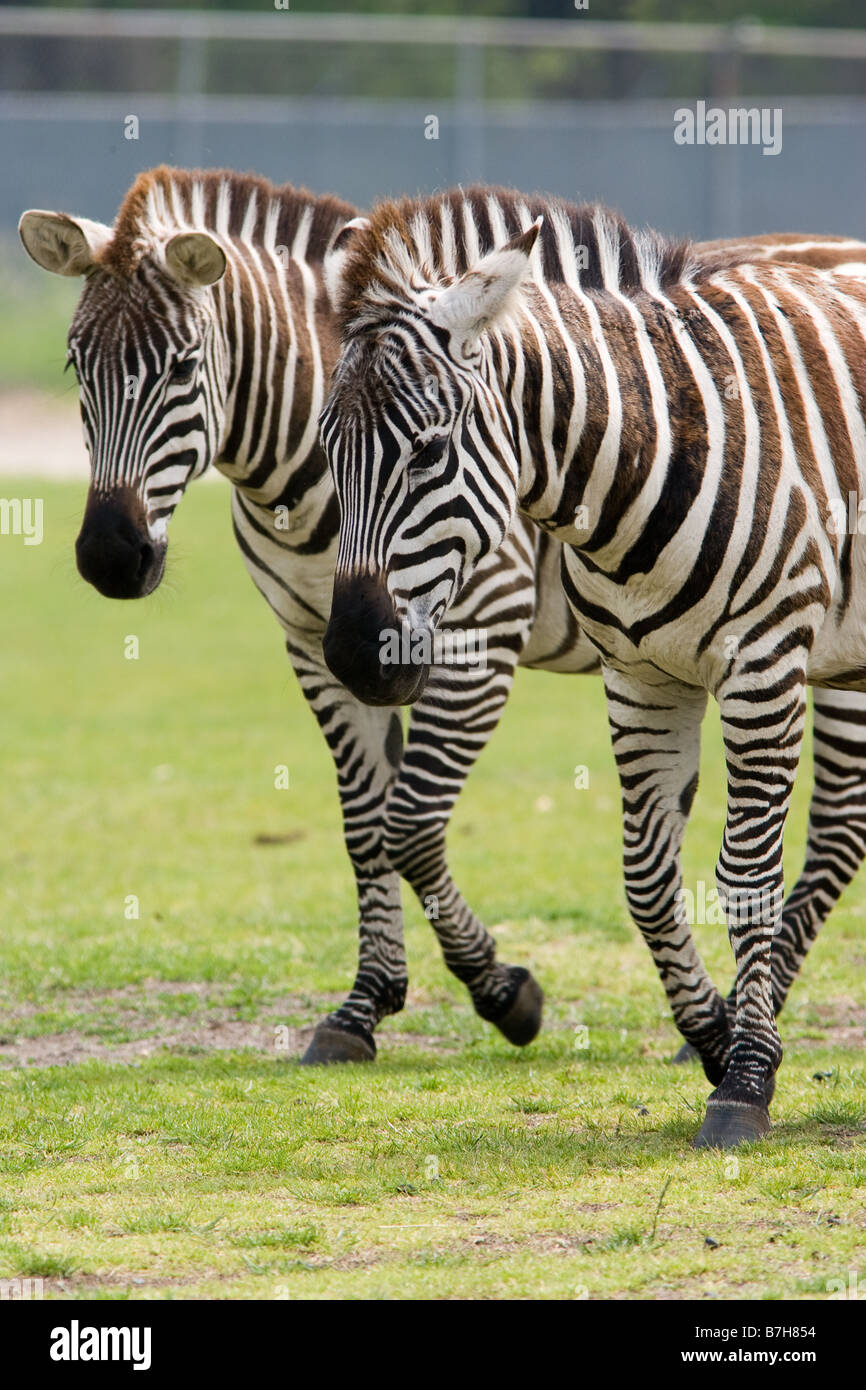 Couple zebra hi-res stock photography and images - Alamy