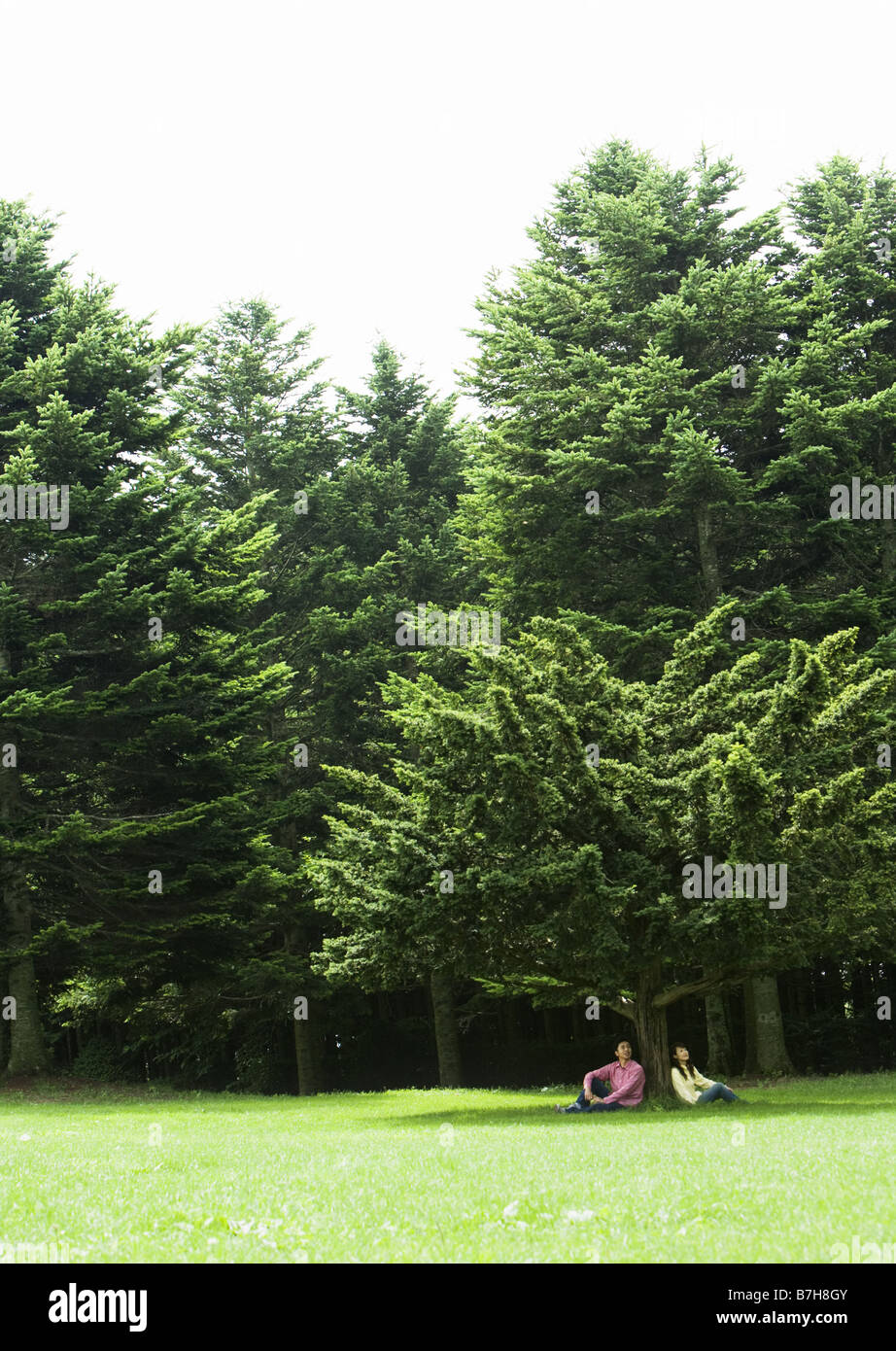 Basking in the woods Stock Photo - Alamy