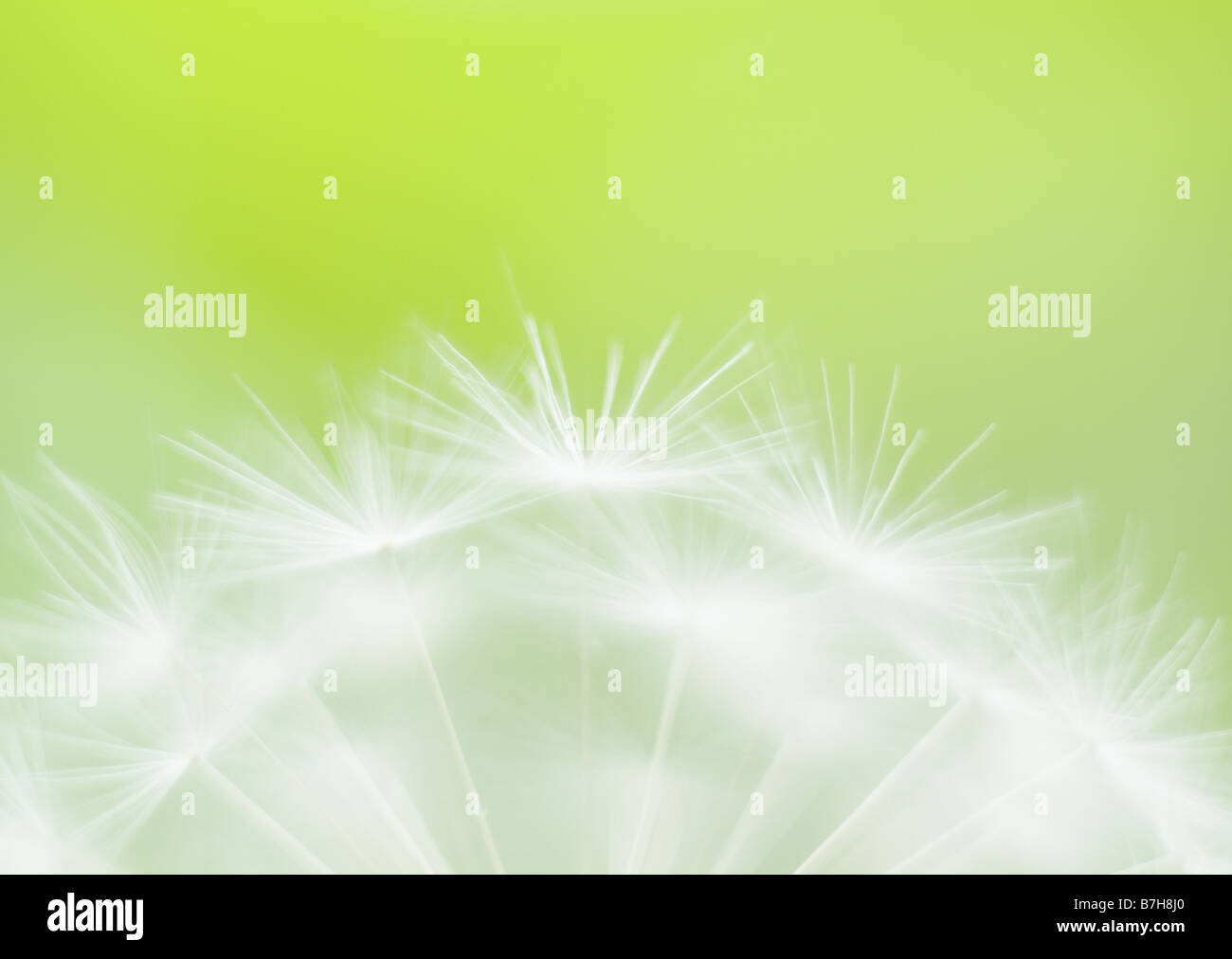 Fluff of a dandelion Stock Photo - Alamy