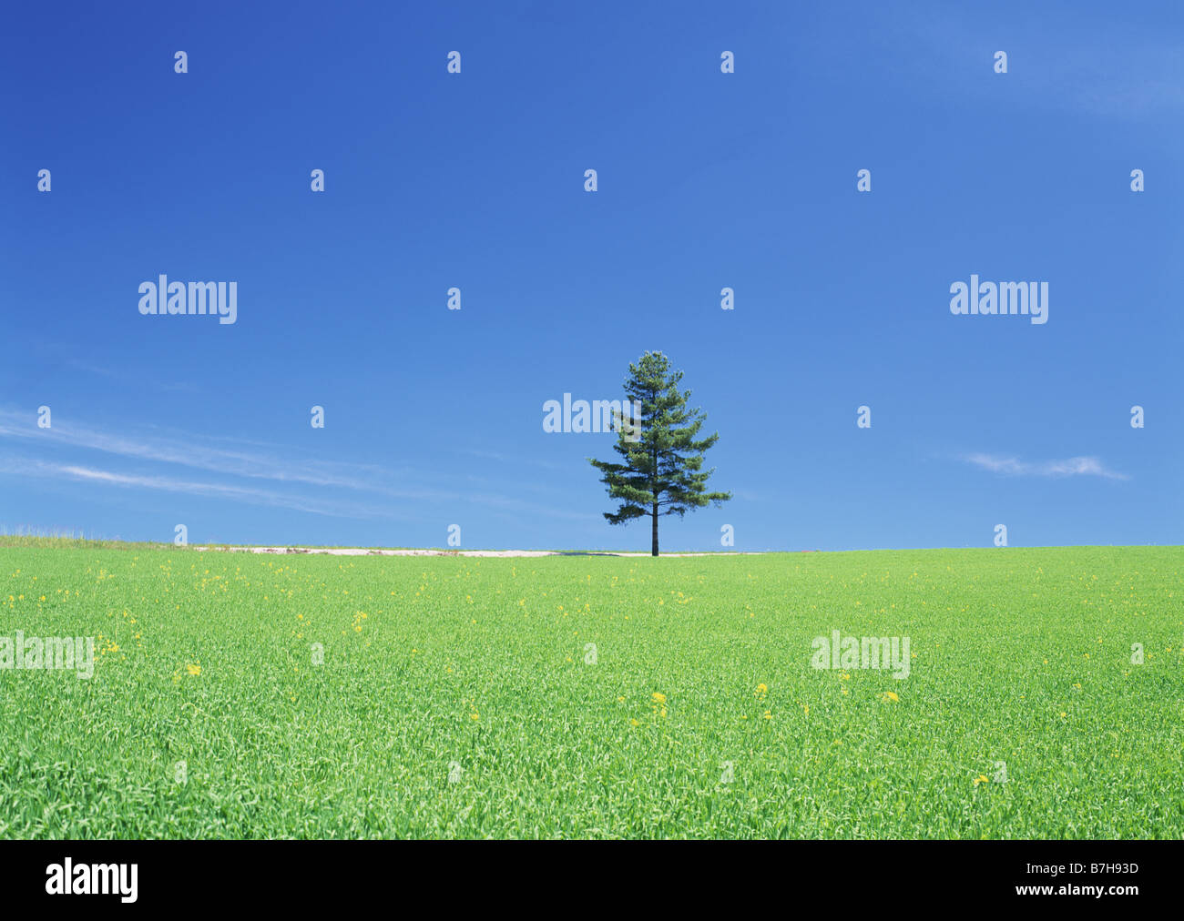 A tree in the field of grass Stock Photo - Alamy