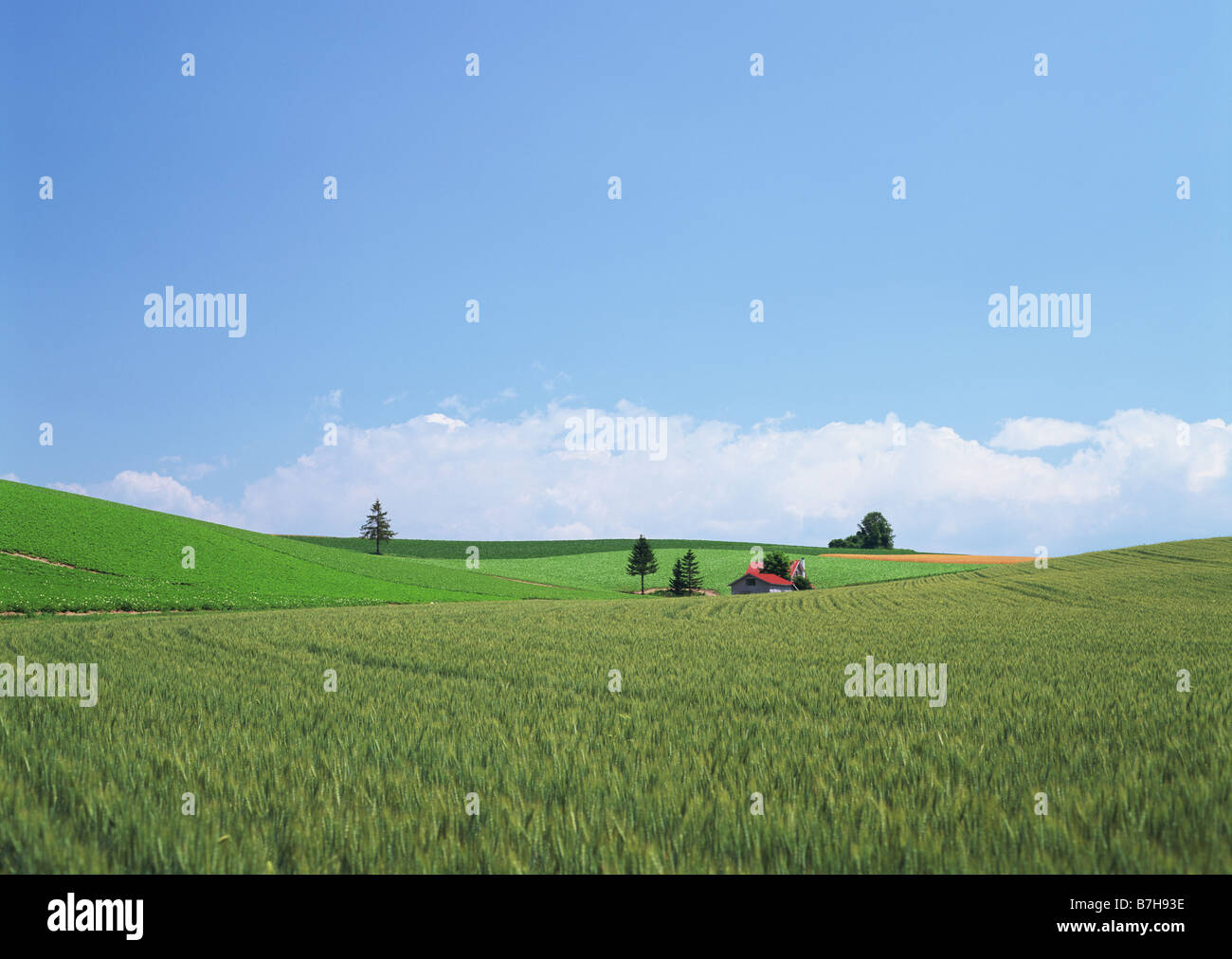 Crop field and field of grass Stock Photo - Alamy
