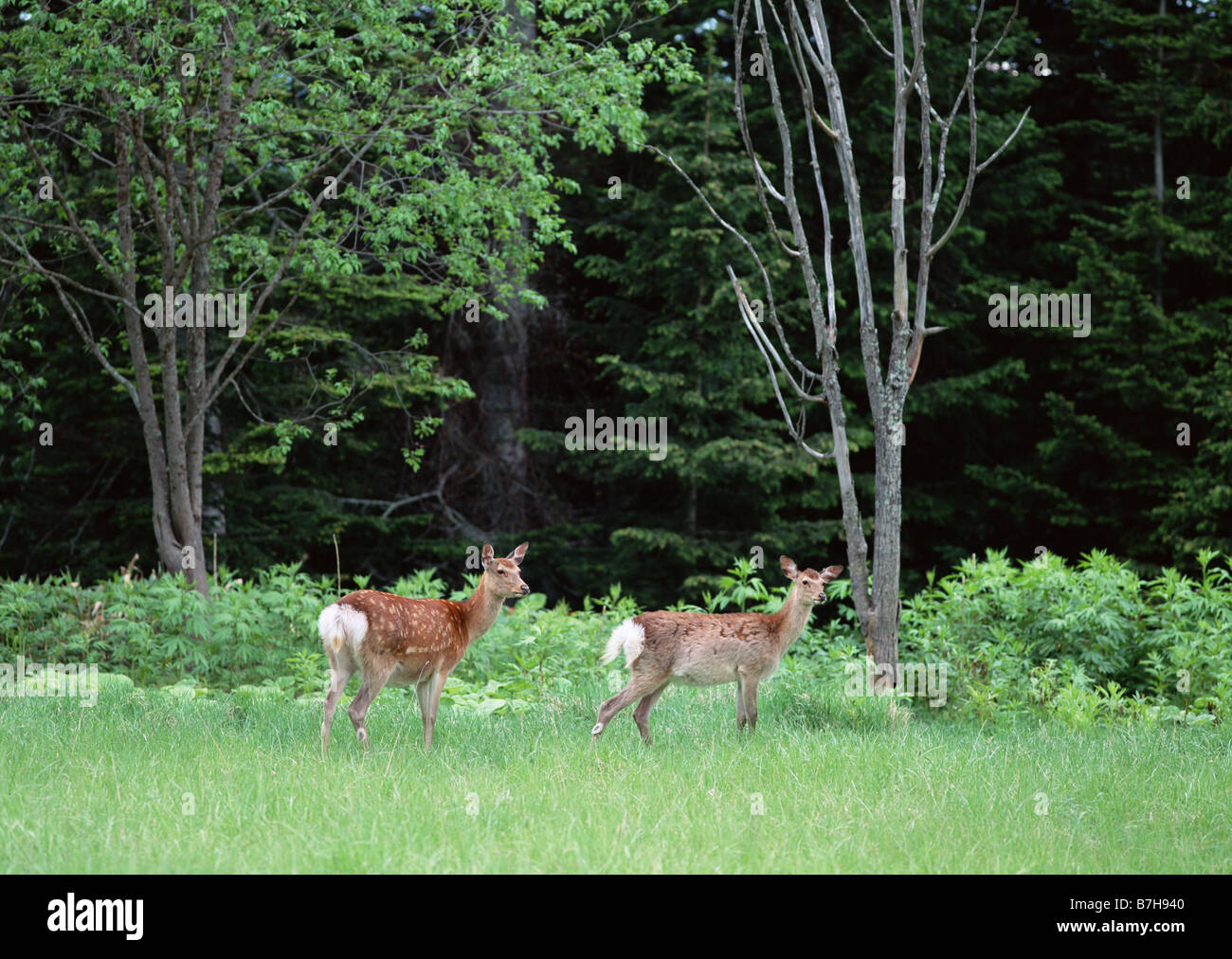 Ezo forest hi-res stock photography and images - Alamy