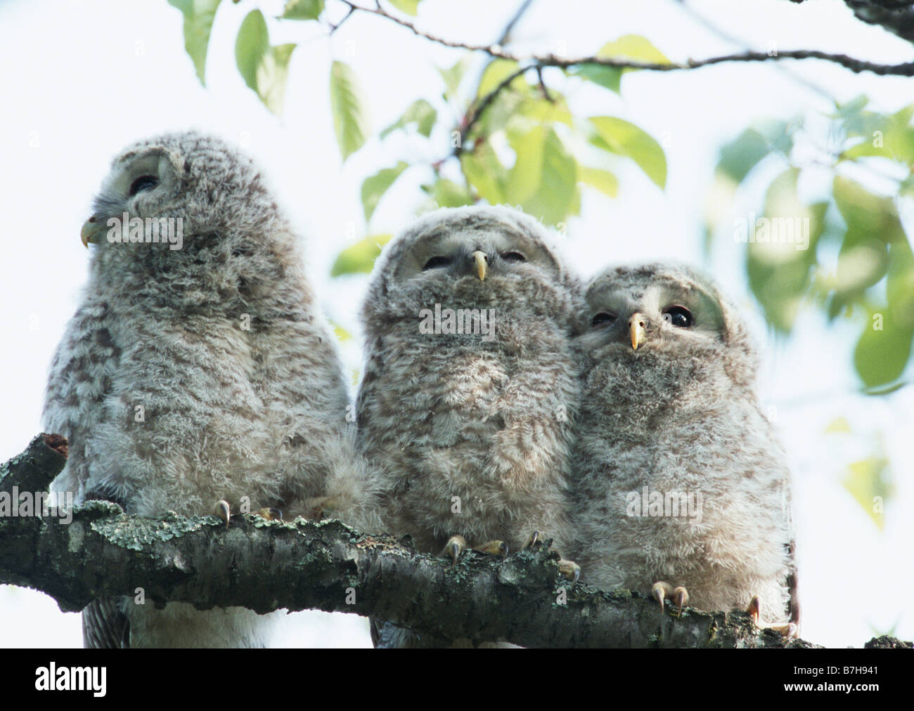 Children of Ezo owl Stock Photo - Alamy
