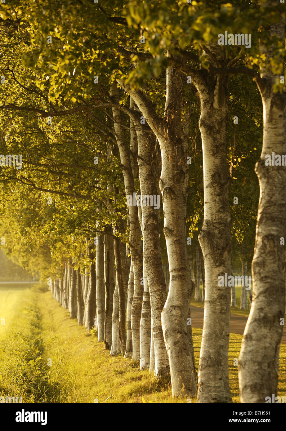 Row Of Japanese White Birch Trees High Resolution Stock Photography and ...