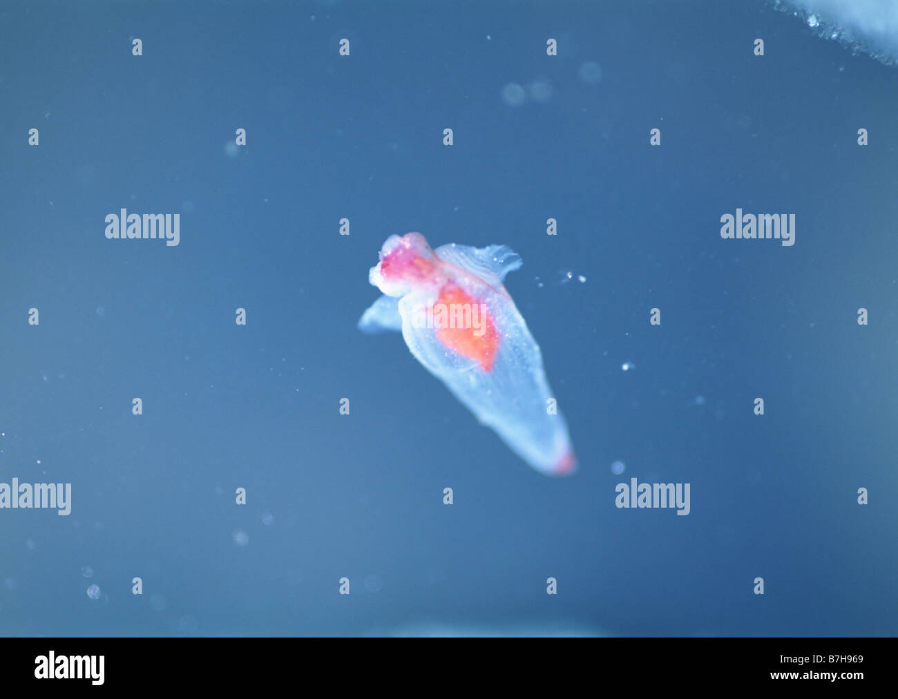 Clione hi-res stock photography and images - Alamy