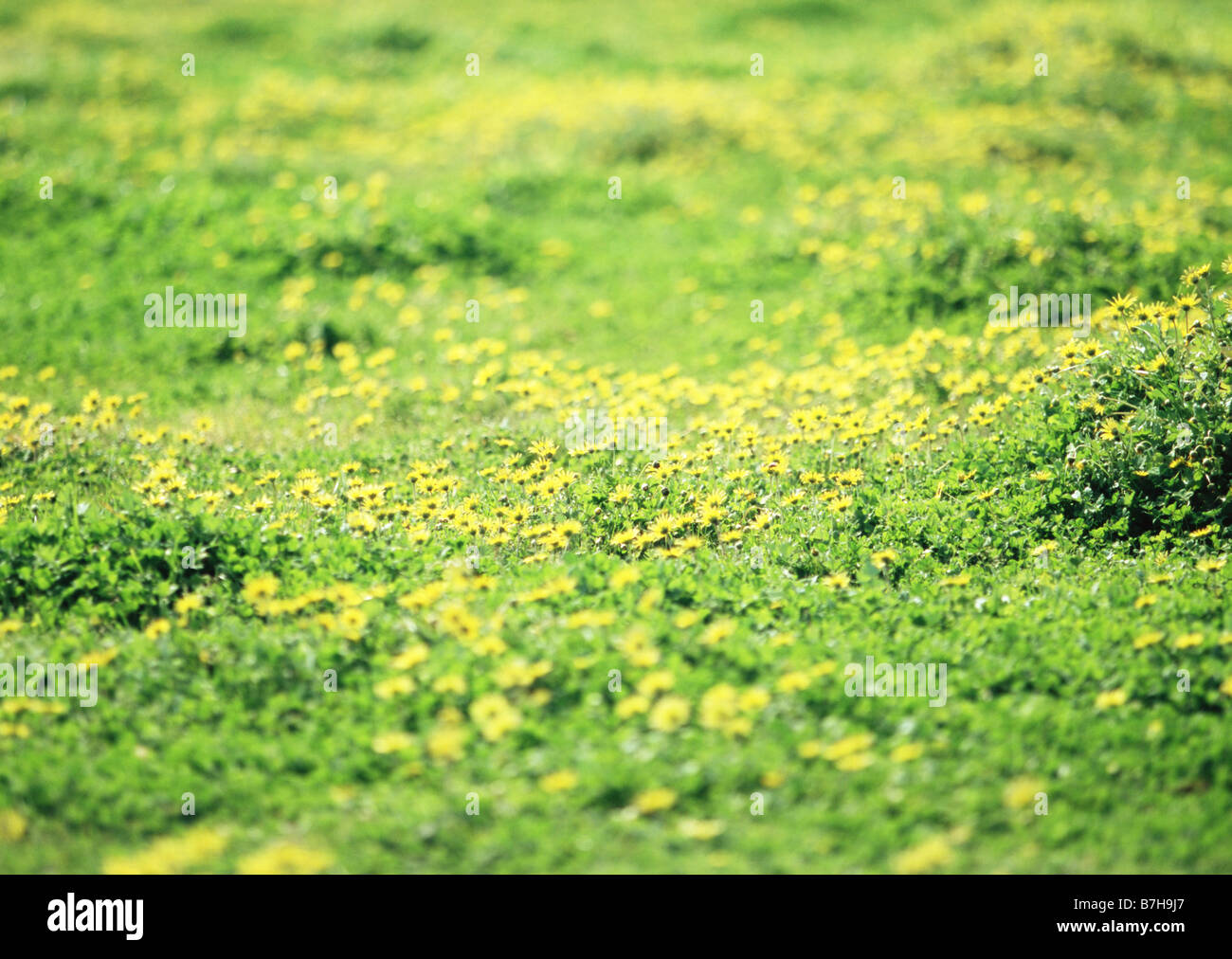 Overcrowding garden hi-res stock photography and images - Alamy