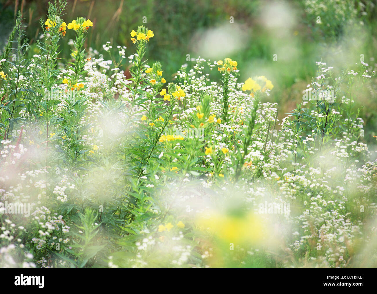 Large flowered evening primrose hi-res stock photography and images - Alamy