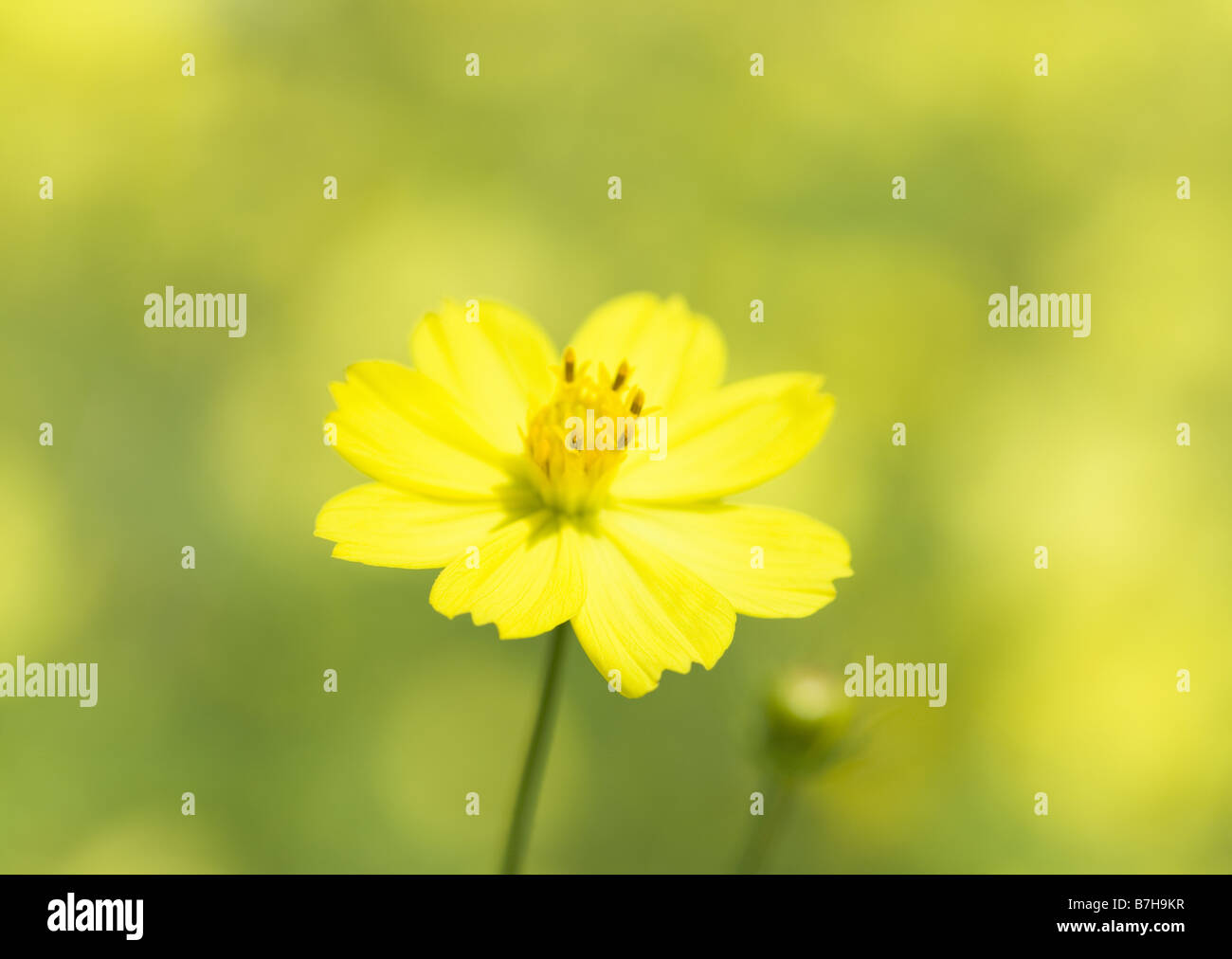 Cosmos yellow cosmos japan hi-res stock photography and images - Alamy
