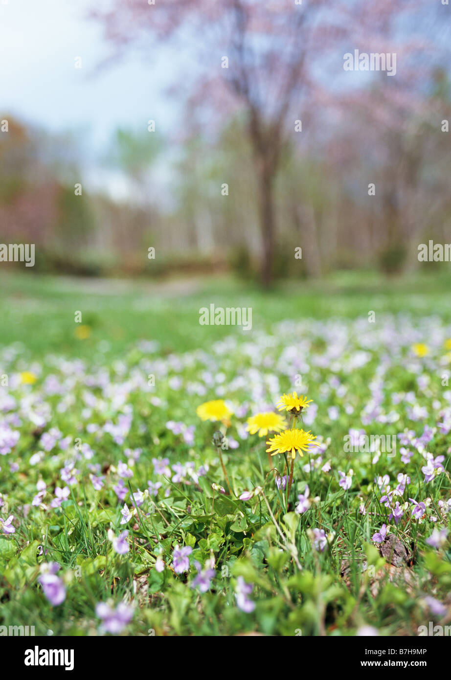Dandelion and Aleutian violet Stock Photo - Alamy