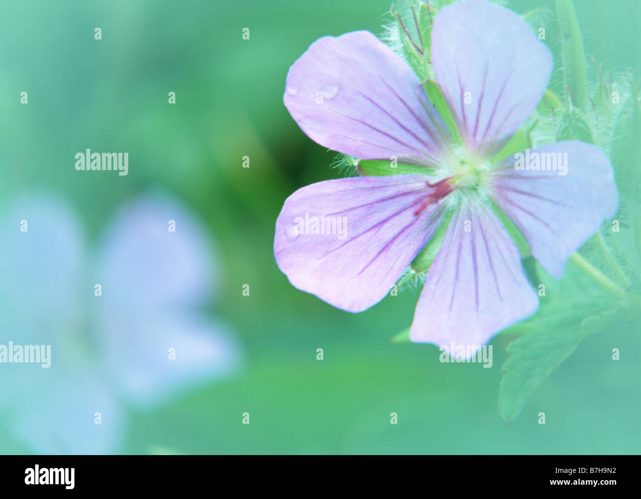 Erianthum hi-res stock photography and images - Alamy