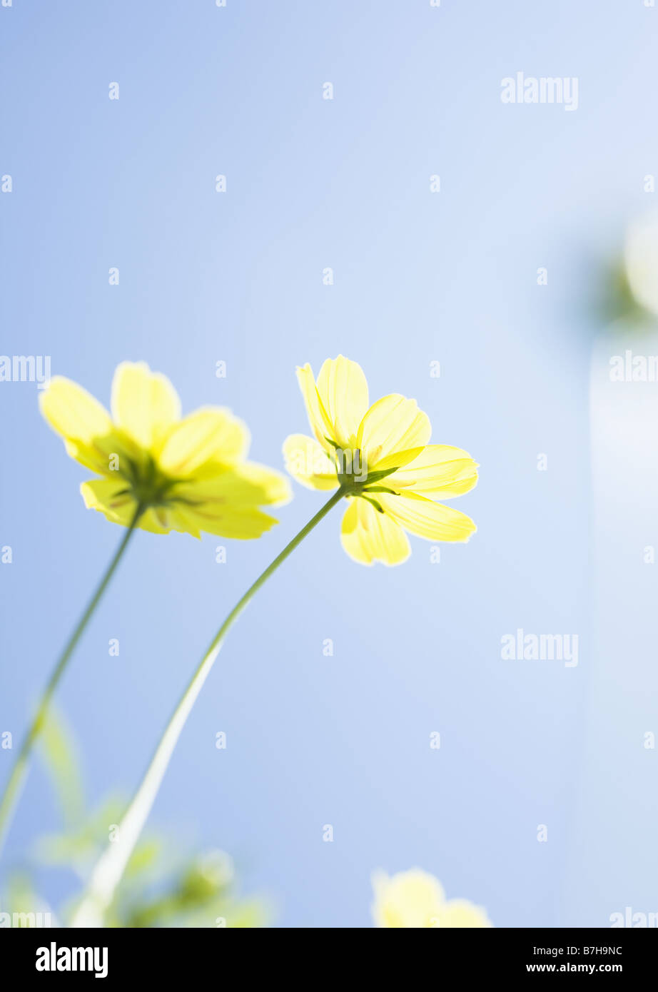 Cosmos yellow cosmos japan hi-res stock photography and images - Alamy
