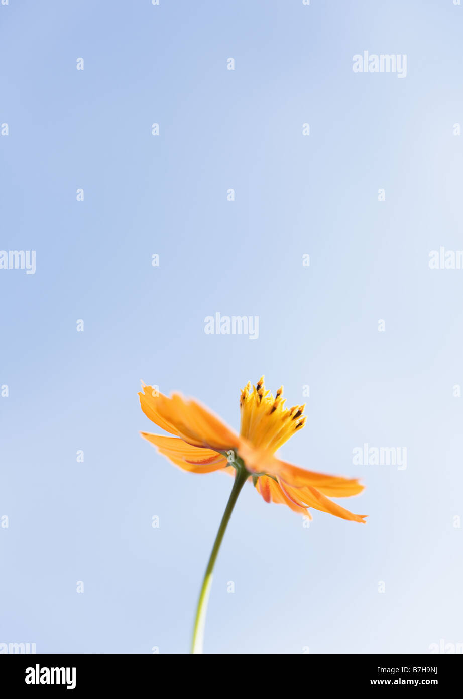 Cosmos yellow cosmos japan hi-res stock photography and images - Alamy