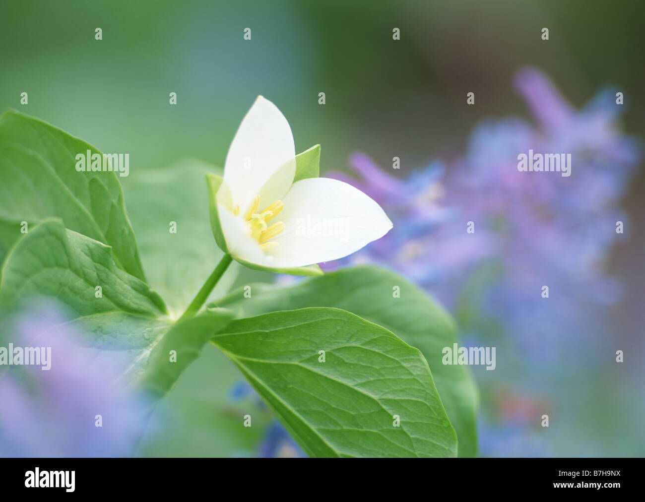 Purple wake robin hi-res stock photography and images - Alamy