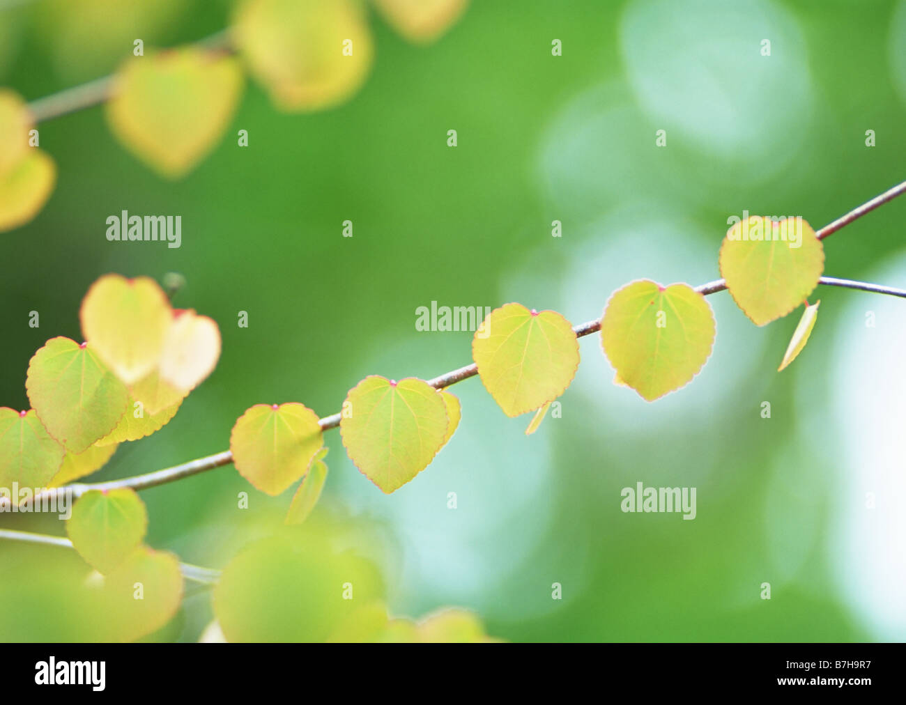 Leaves of Japanese Judas Tree Stock Photo - Alamy