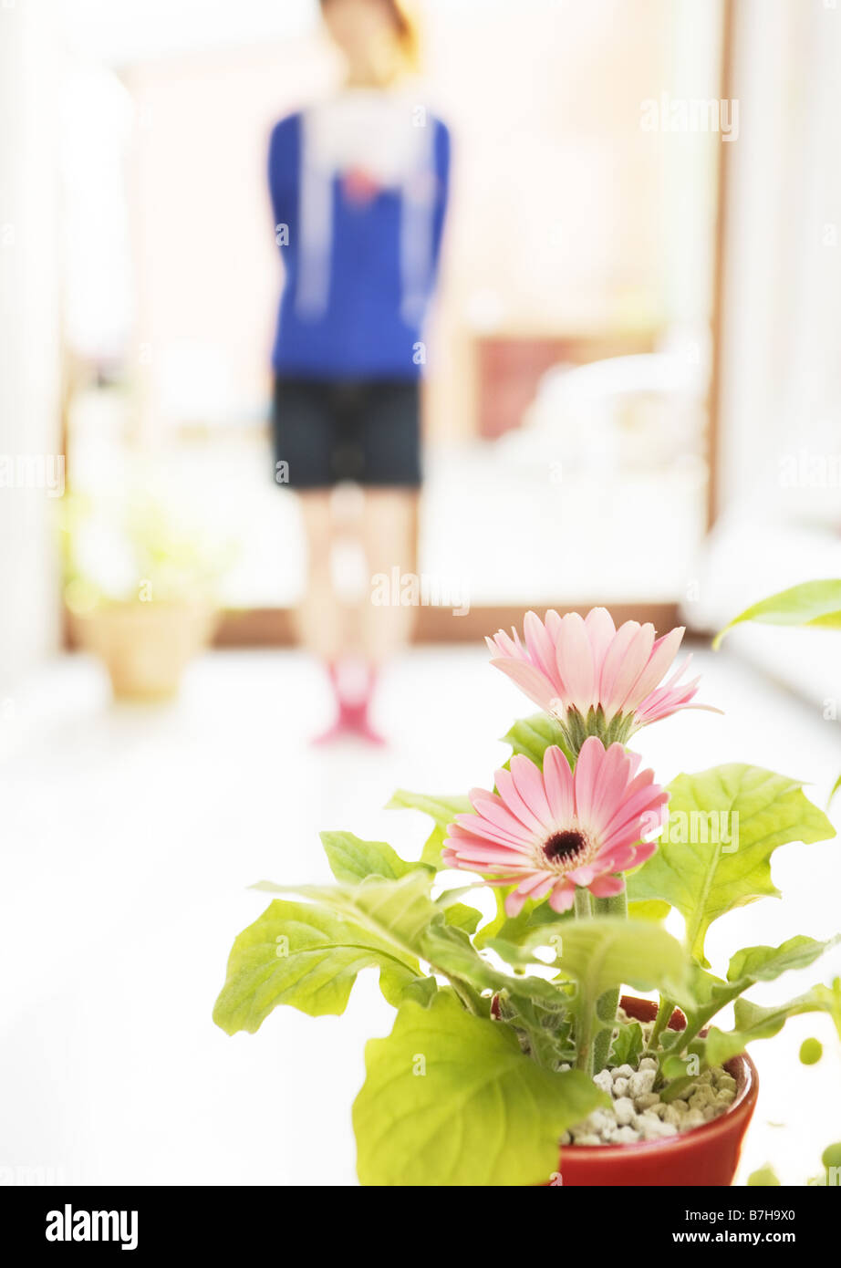 Potted transvaal daisy Stock Photo - Alamy
